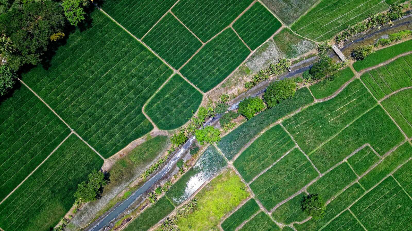 Why Regenerative Farming Is the Future of Food - The Pure Harvest Hub